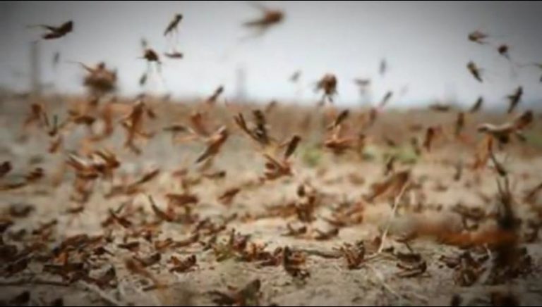 Locusts in Egypt on the Eve of Passover – Simcha Jacobovici TV